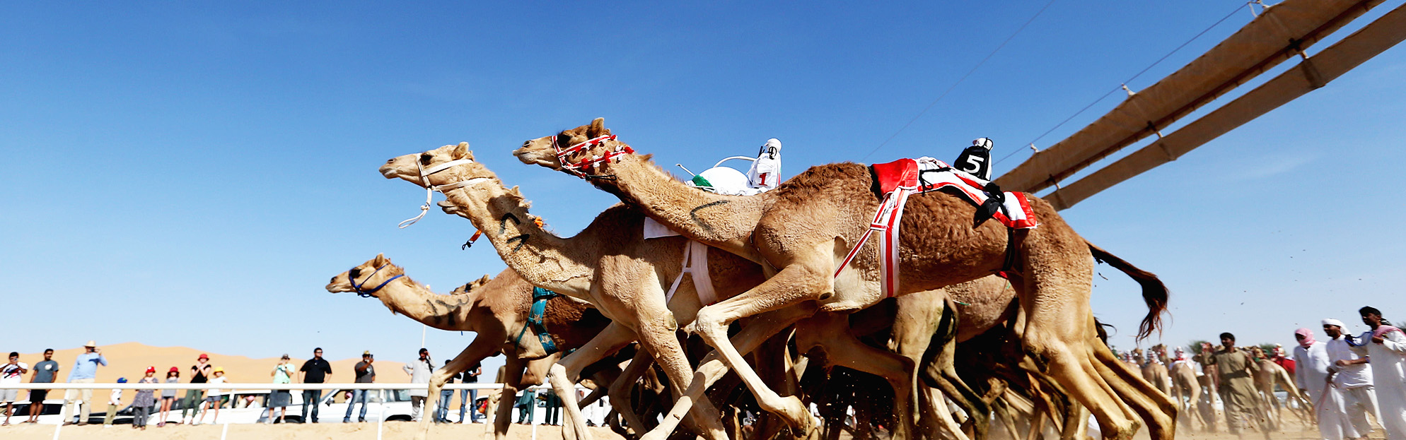 Camel Racing Experience - Greatwall Travels